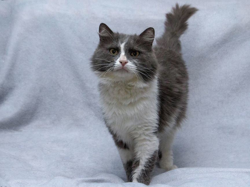 Мурзик ласковый домашний котик