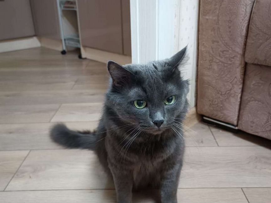 Котик в добрые руки