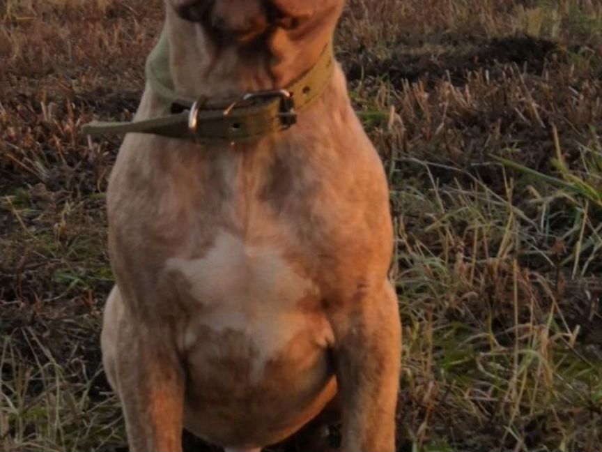 Щенки питбультерьера