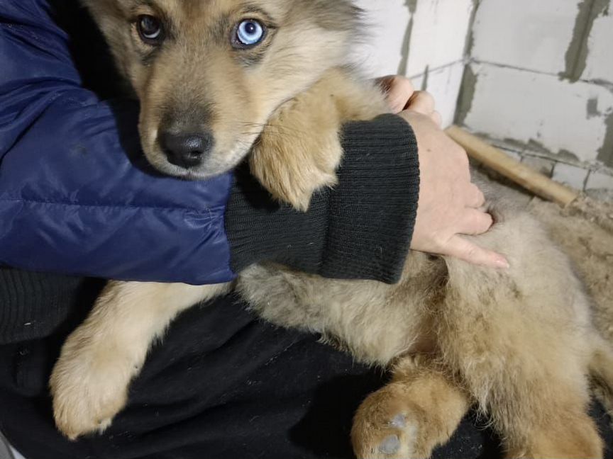 Отдаю в добрые руки