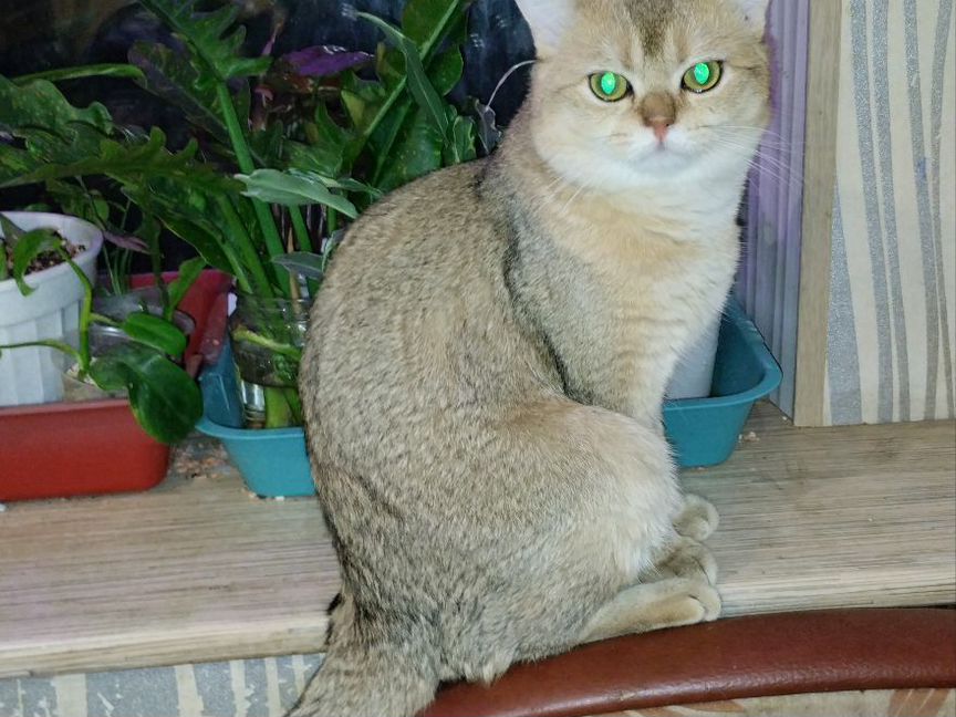 Шотландский золотой кот