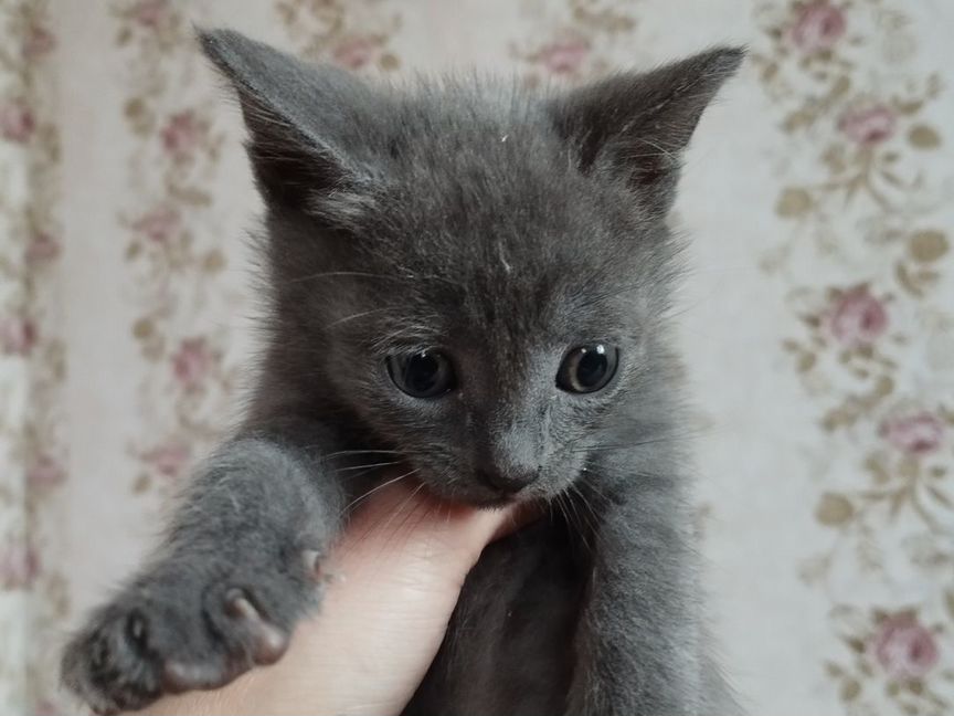 Отдам бесплатно британского котика