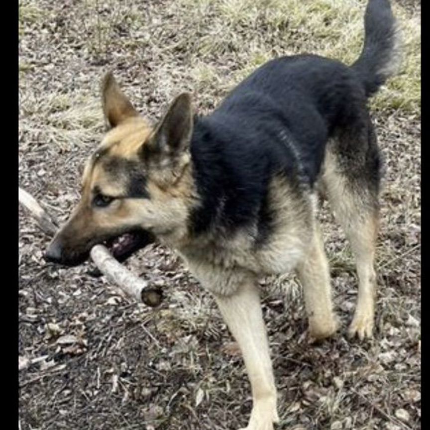 Немецкая овчарка, взрослый пёс