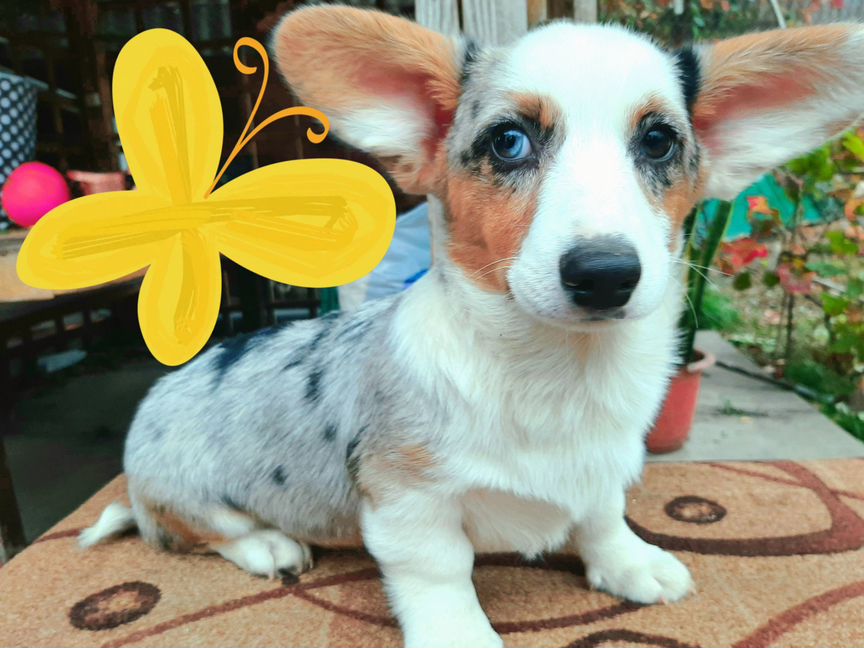 Замечательные коржики