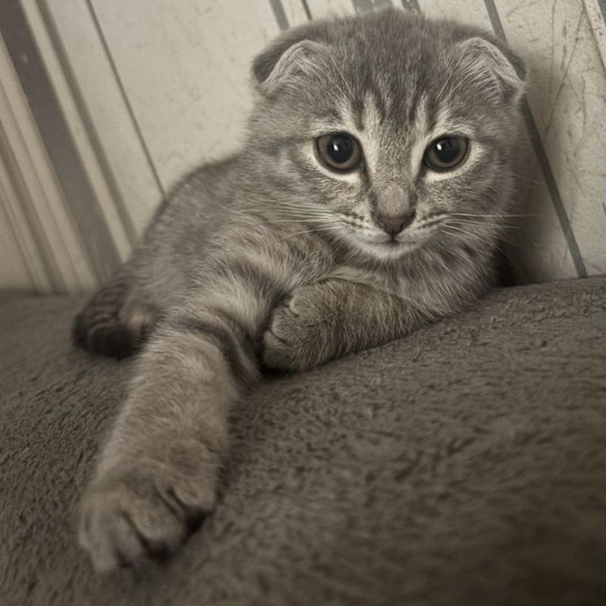 Шотландский вислоухий короткошёрстный котёнок