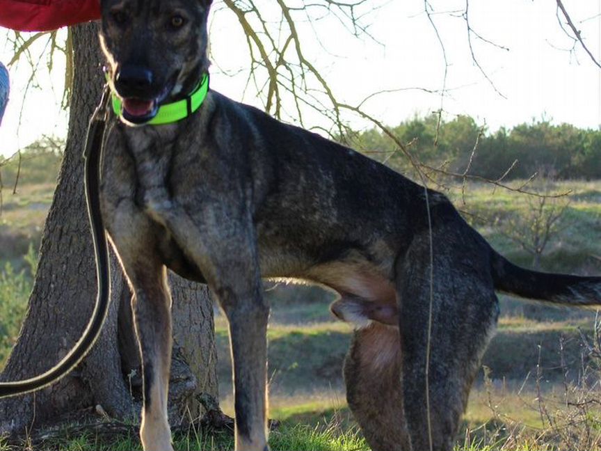 Рэм продолжает искать семью