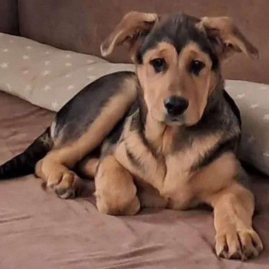 Щенок в добрые руки