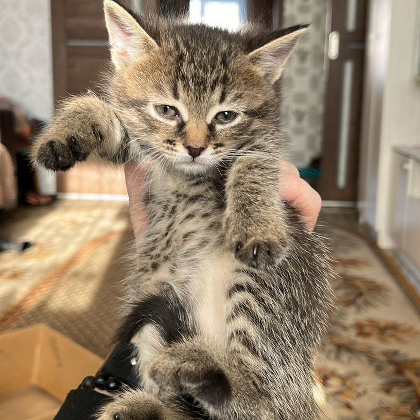 Котята в добрые руки бесплатно