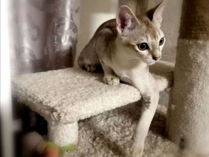 Котята Сингапурские