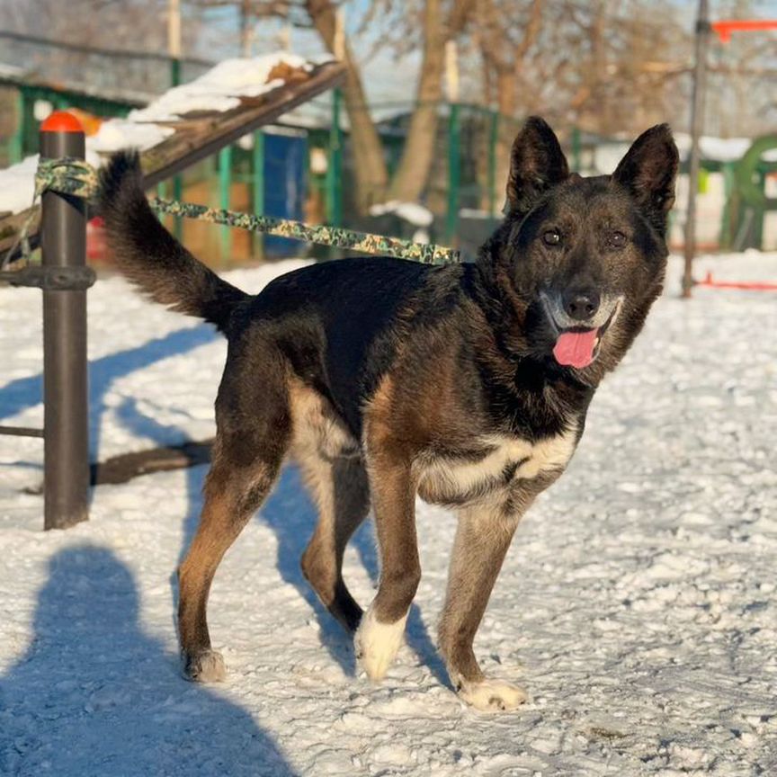 Красавец Антей в добрые руки