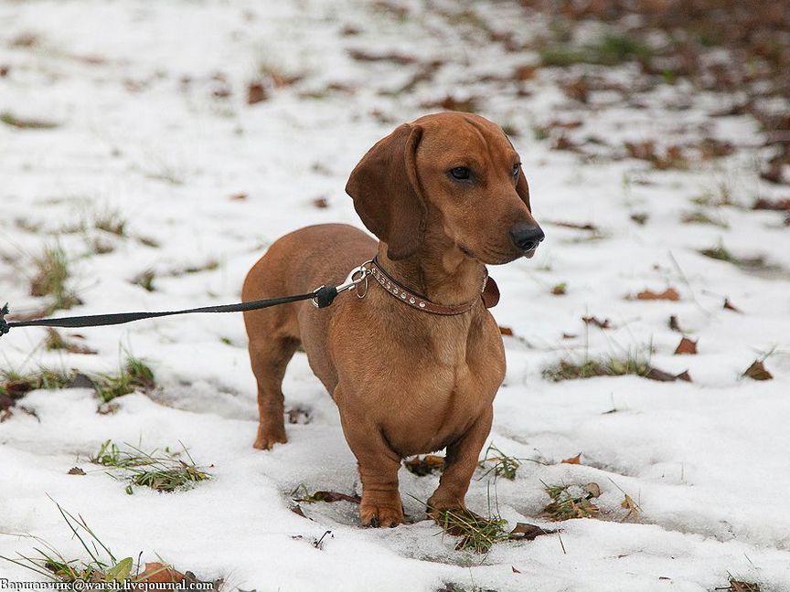 Такса мальчик 8 месяцев