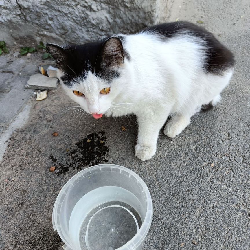 Ищу дом для кота