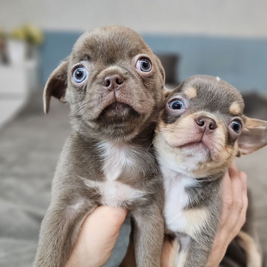 Чихуахуа, щенок