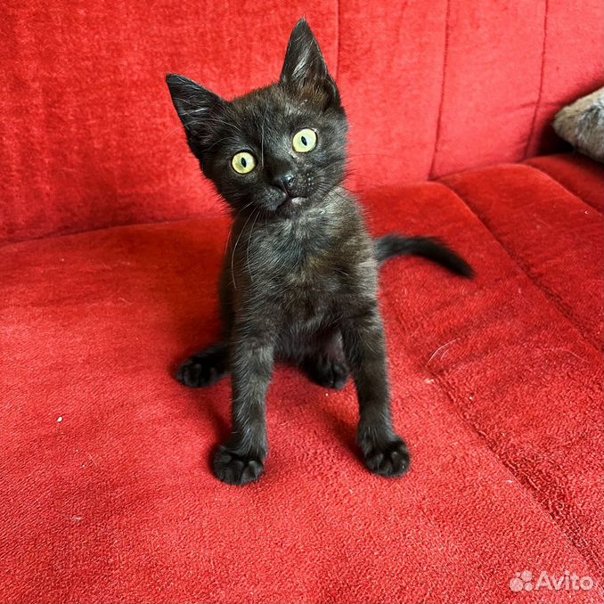 Кошечка Клякса
