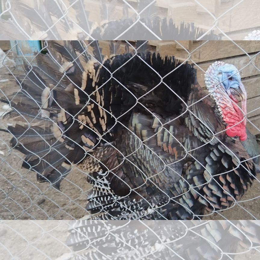 Яйца индюшачьи