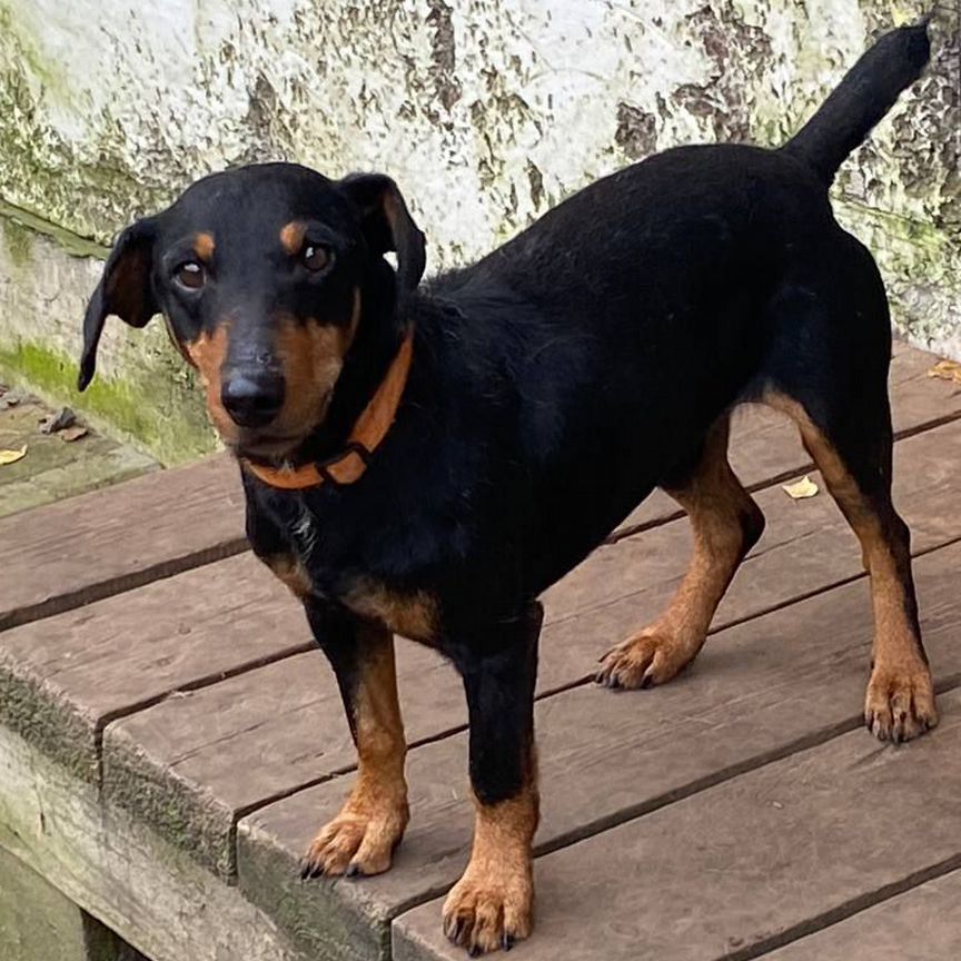 Собака маленькая небольшая в добрые руки