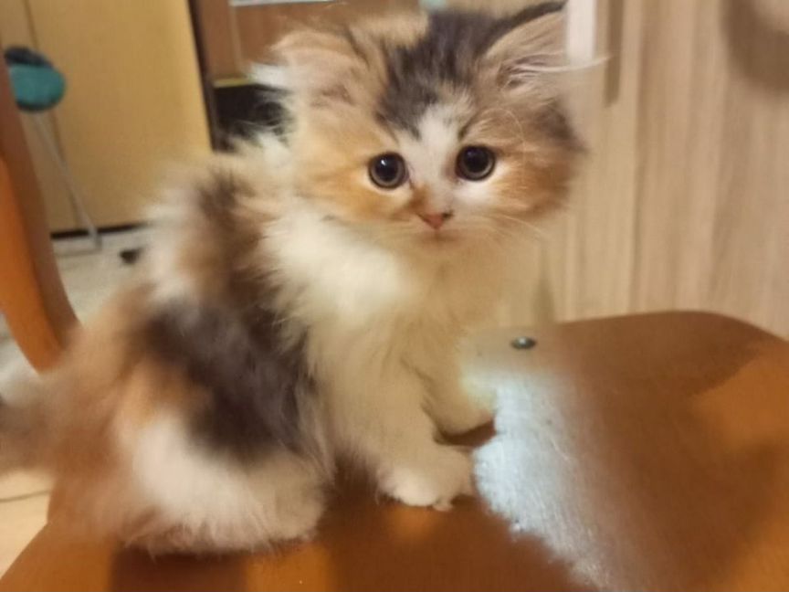 Кошечка 2 мес