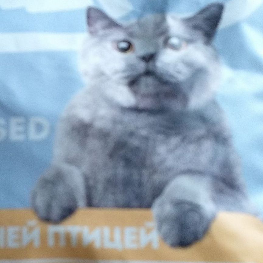 Сухой корм AlphaPet для кошек