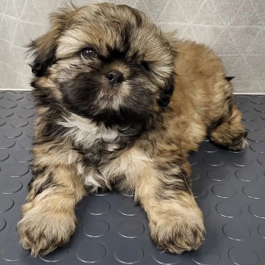 Ши-тцу, щенок