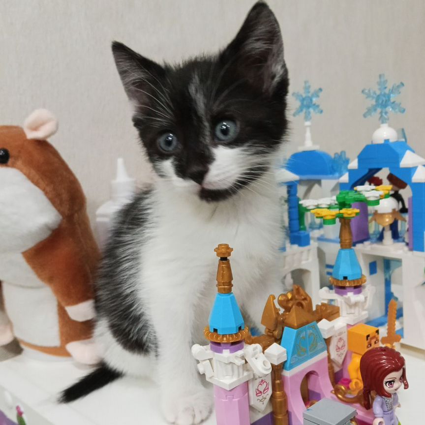 Котёнок в добрые руки
