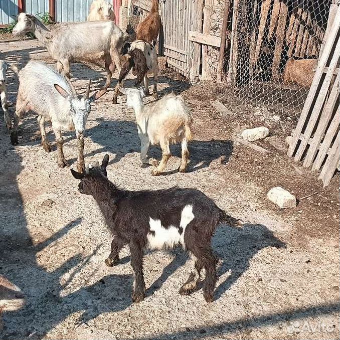 Козы и козлята