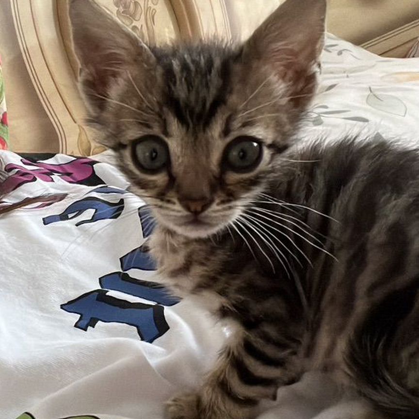 Продам кота Бенгальская порода