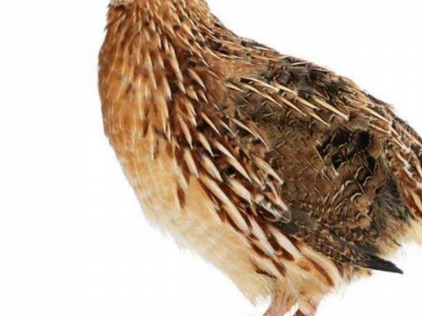 Перепела на корм