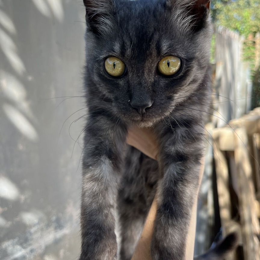Котенок в добрые руки