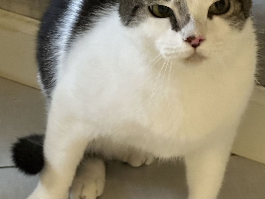 Котик в добрые руки
