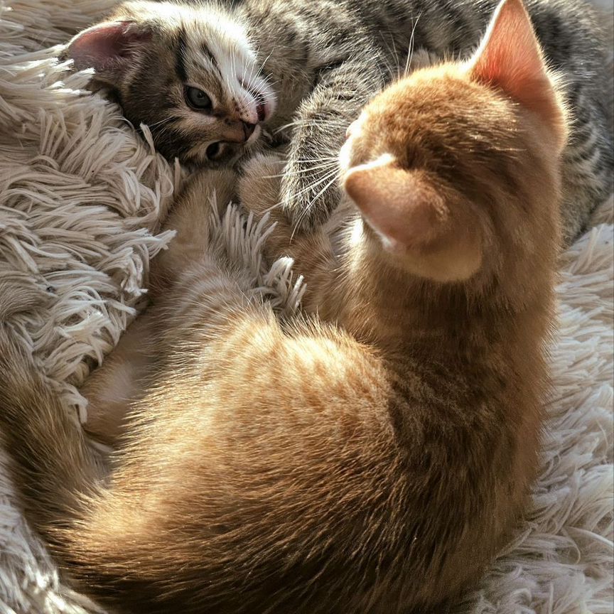 Котята домашние 1 месяц