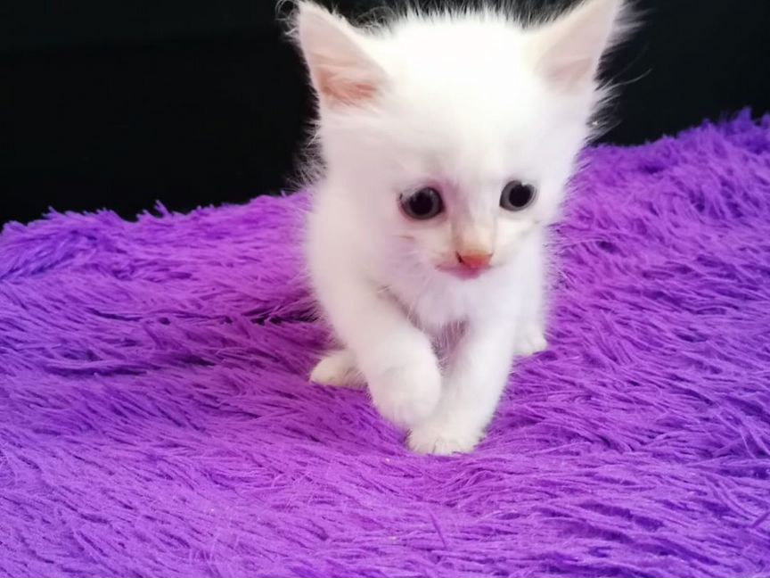 Чудесные котята от домашней кошки