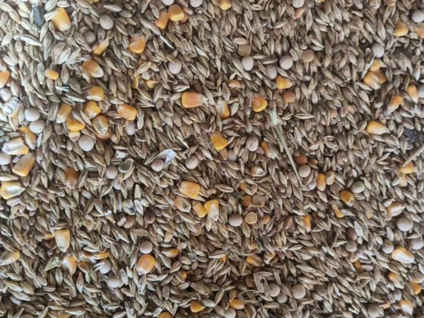 Зерносмесь 2023 года