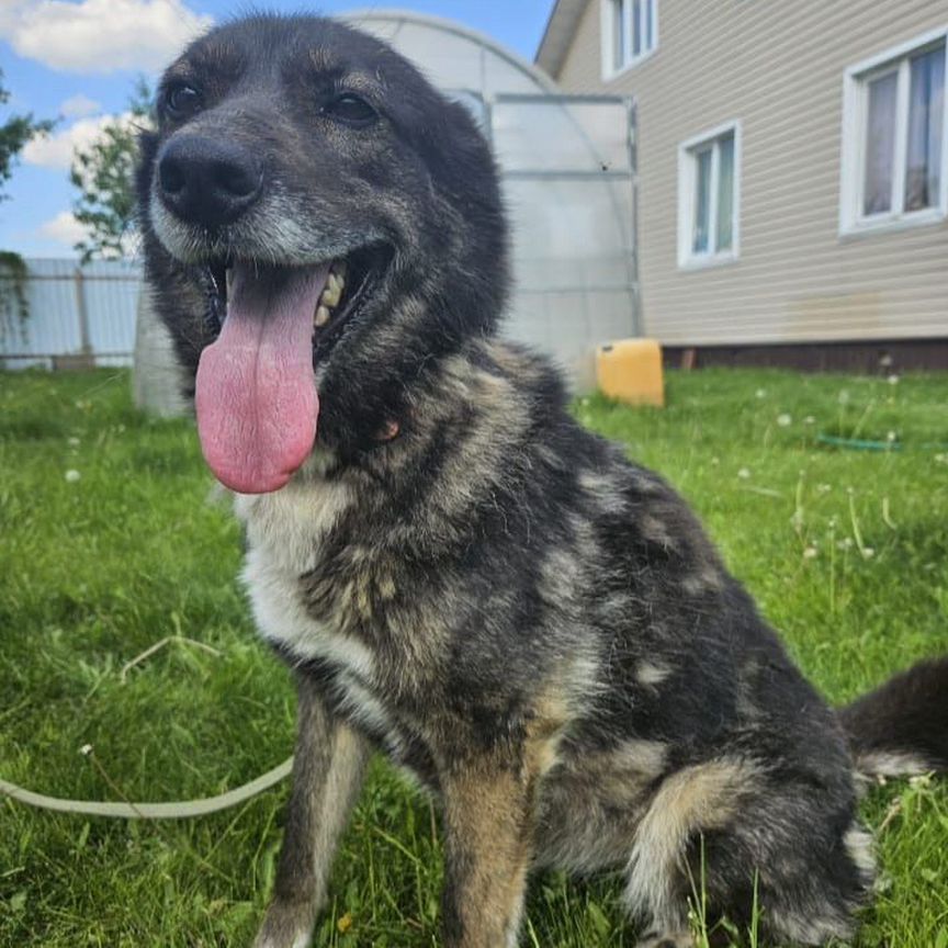 Собака в добрые руки отдам бесплатно