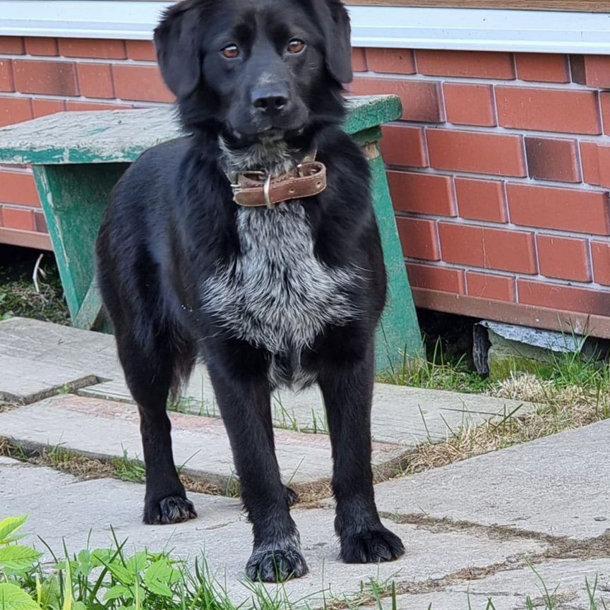 Собака в добрые руки