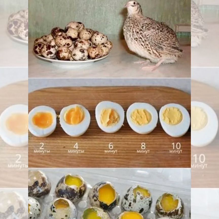 Инкубационное яйцо