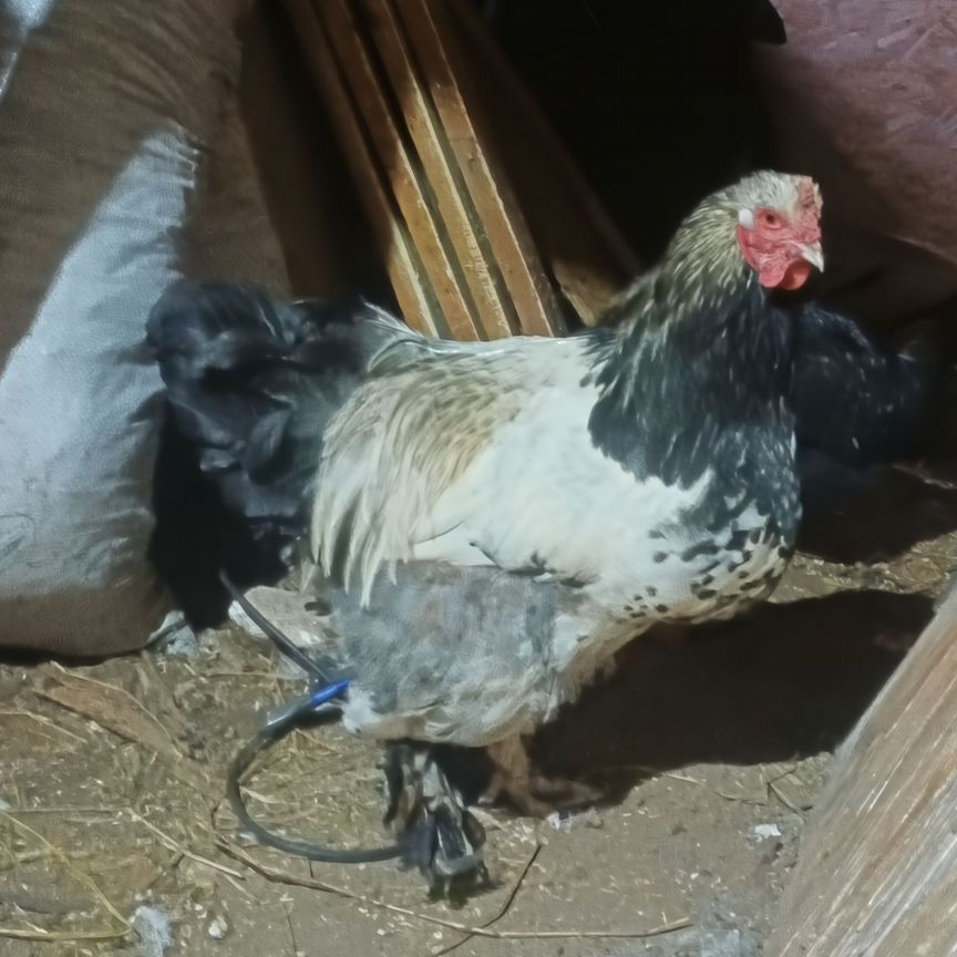 Петух породы Брама