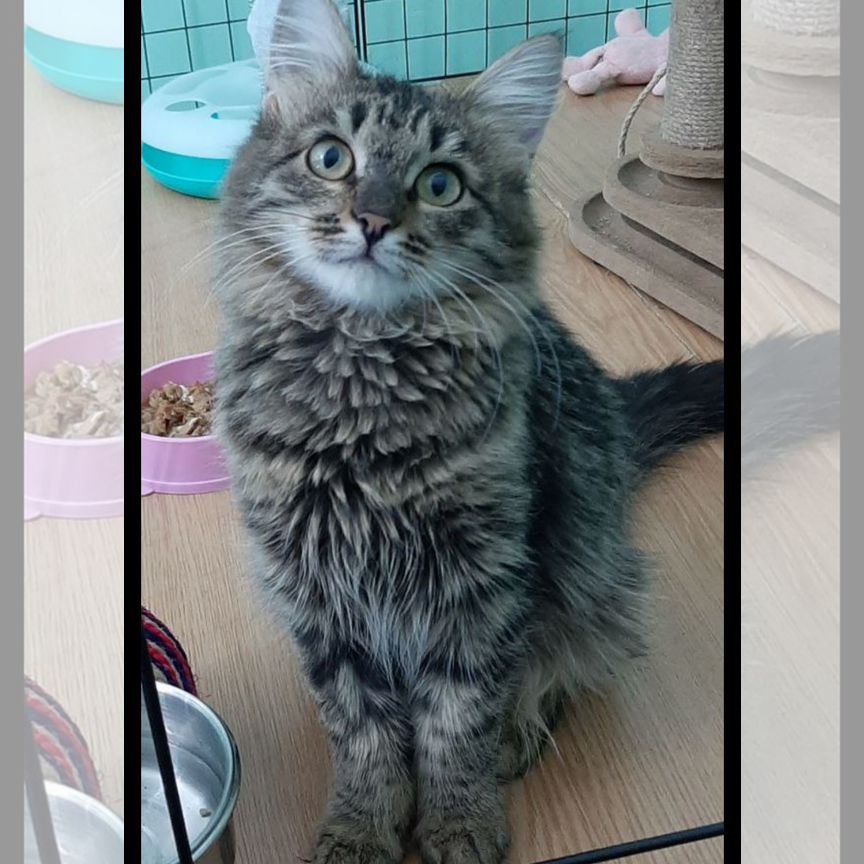 Кошечка