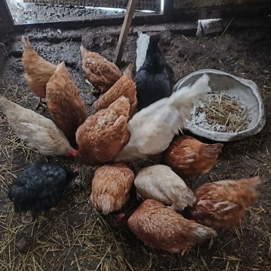 Петух и Куры