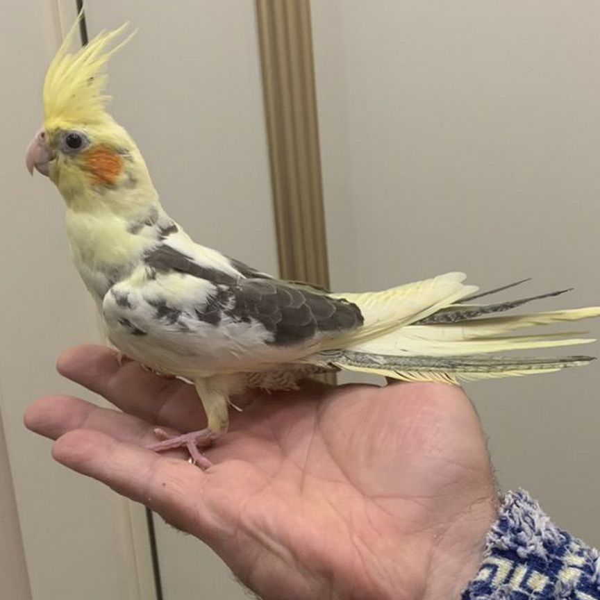 Попугай карела