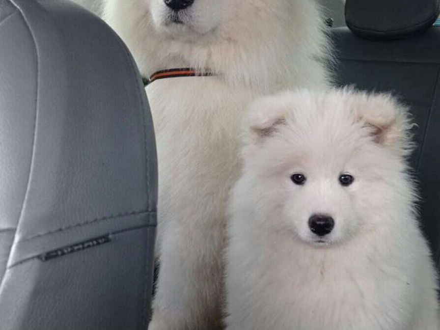 Кобель для вязки и его щеночки