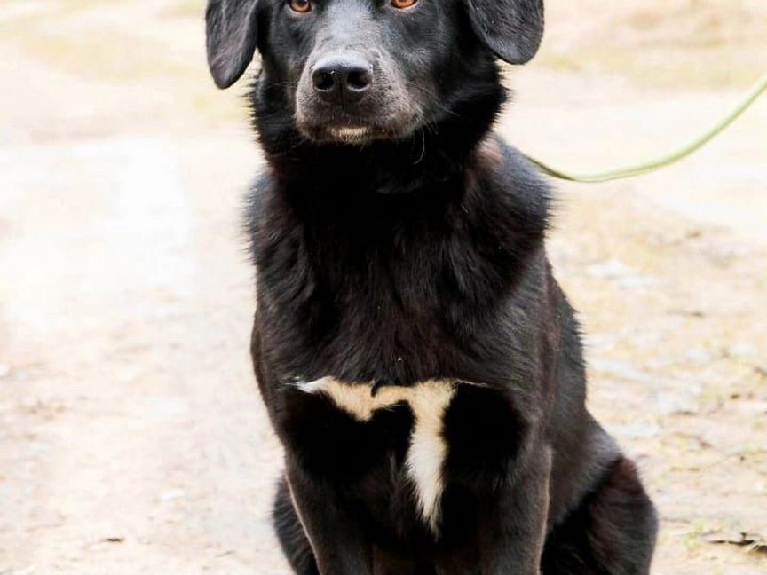 Пес Уголек в добрые руки