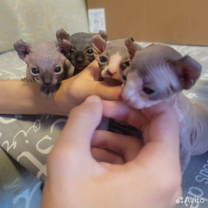 Продажа котят сфинкс эльф