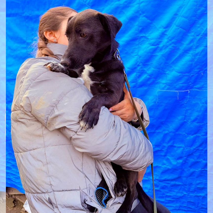 Взрослый пёс в добрые руки