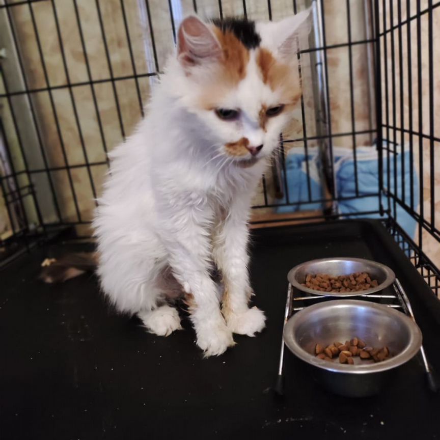 Кошечка в клетке