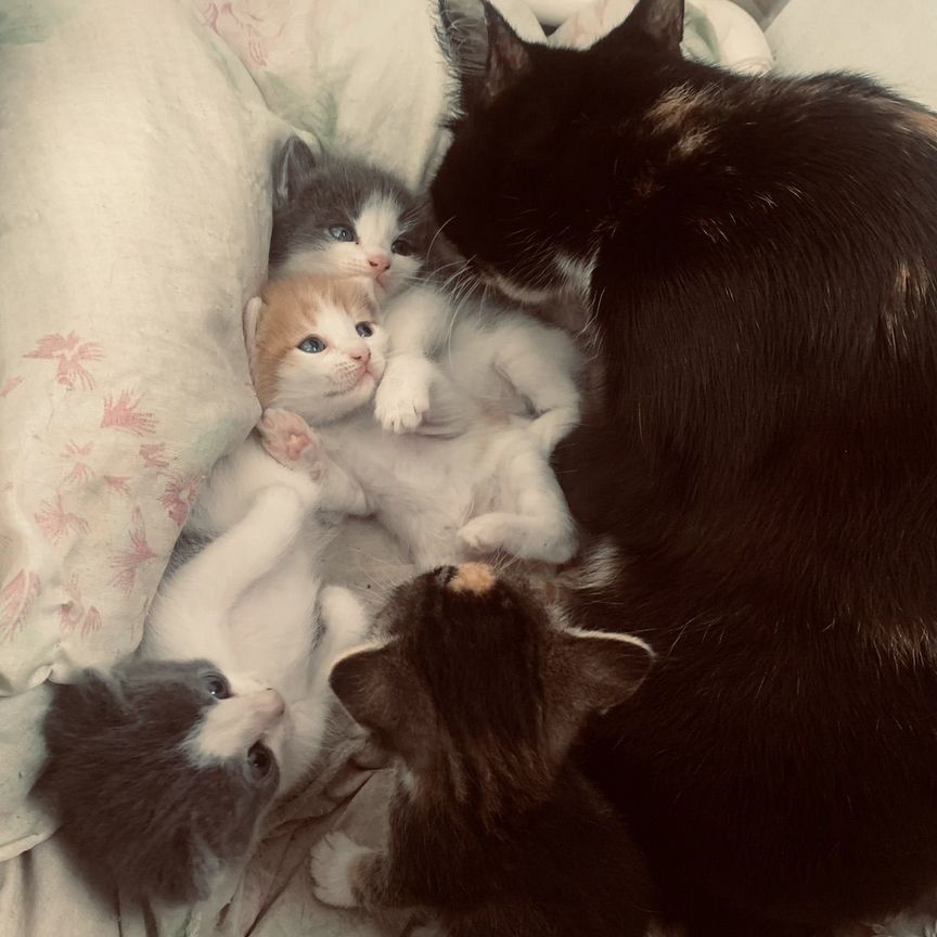 Котята в добрые руки