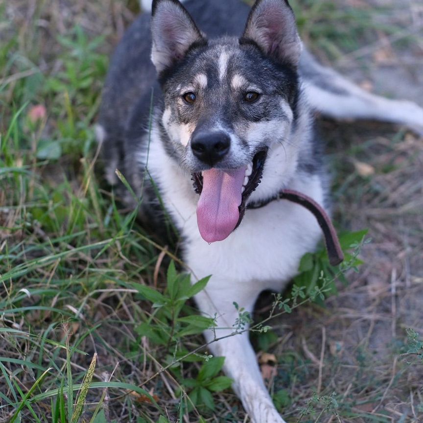 Особенный пес в поиске семьи