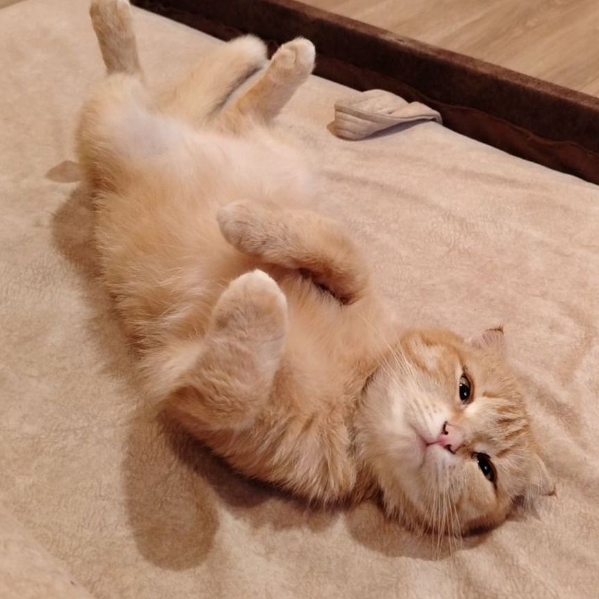 Шотландская вислоухая короткошёрстная, взрослая кошка