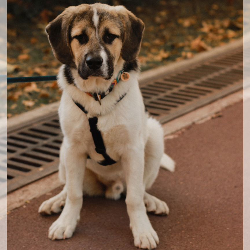 Щенок в добрые руки