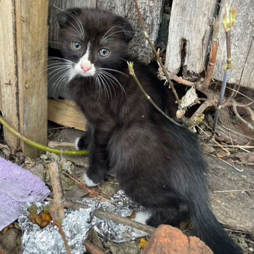 Шотландский вислоухий короткошёрстный котёнок