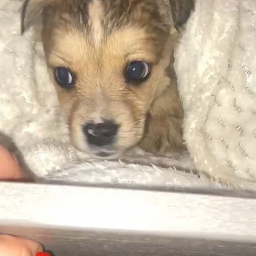 Щенок в добрые руки